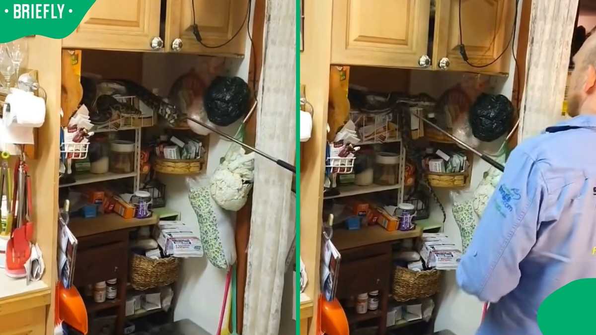 Sunshine Coast snake catcher removes cranky python from kitchen pantry ...