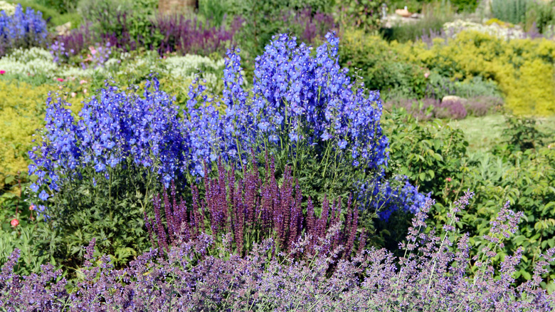 Blue is a beautiful color to have in the garden. Here's how to do it right