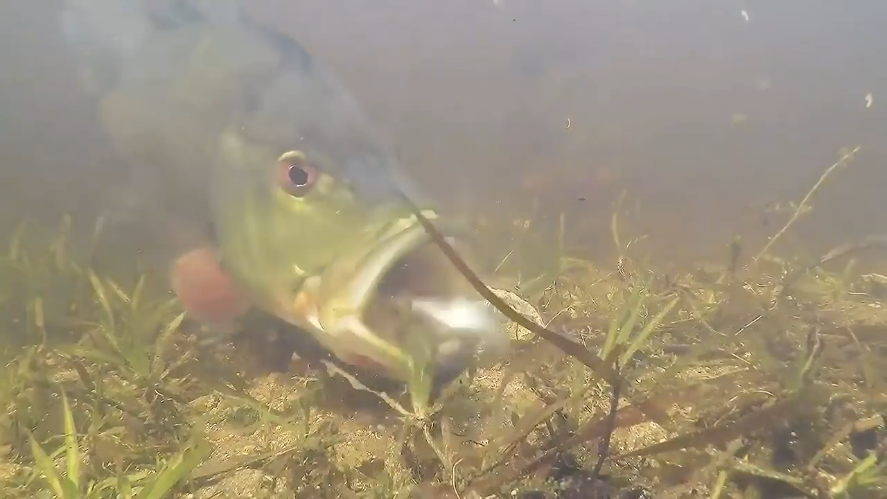 They didn't expect a fish to eat a camera