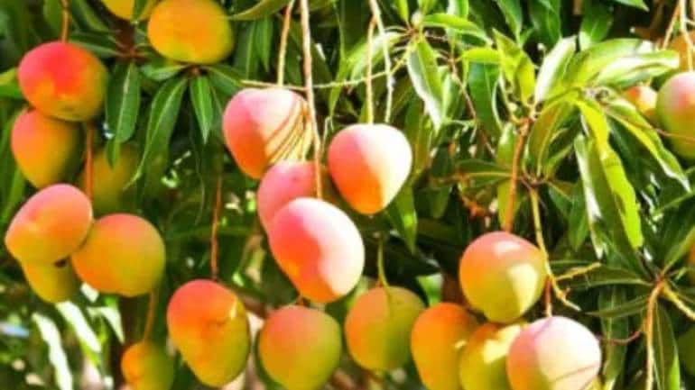 Bihar farmer grows world's costliest Miyazaki mango variety