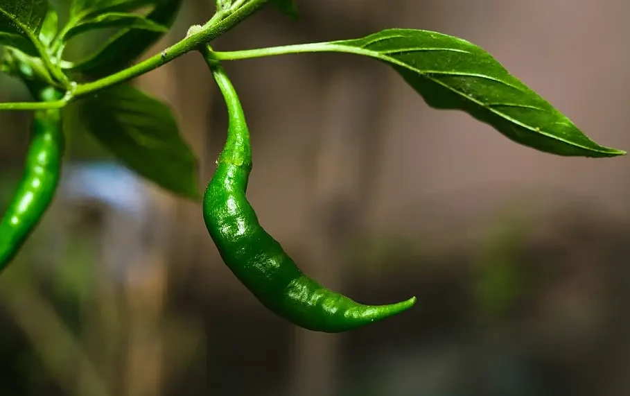 Studies link chile peppers to lower heart disease risk
