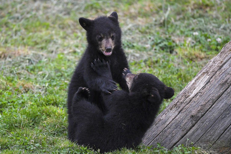 Russian hiker becomes Japan’s latest bear-attack victim