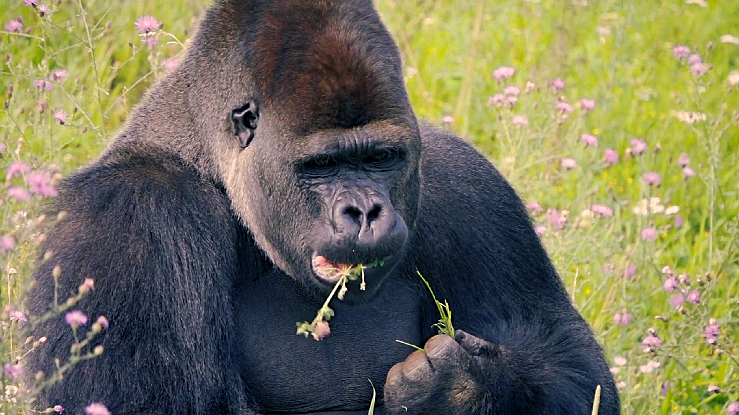 I tried to film a gorilla up close and got an unexpected sight