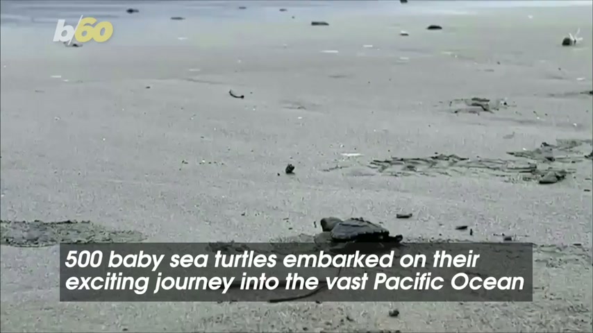 These baby sea turtles were released and it was one of the sweetest ...