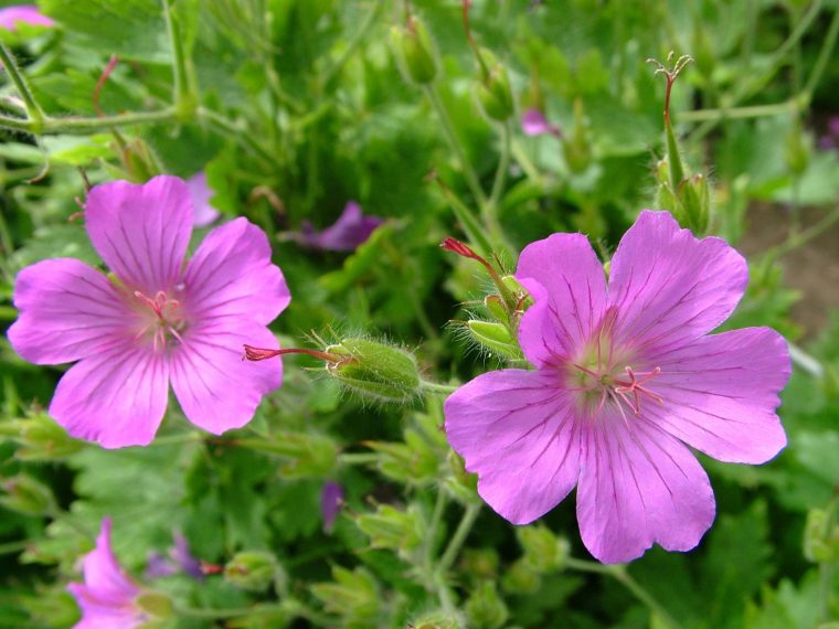 Why it’s a mistake to replace dead plants immediately