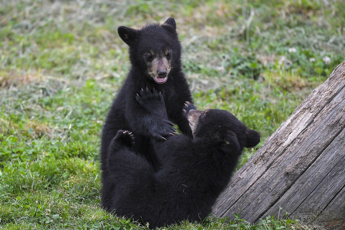 Japan confirms year’s first fatal bear attack and suspects two more