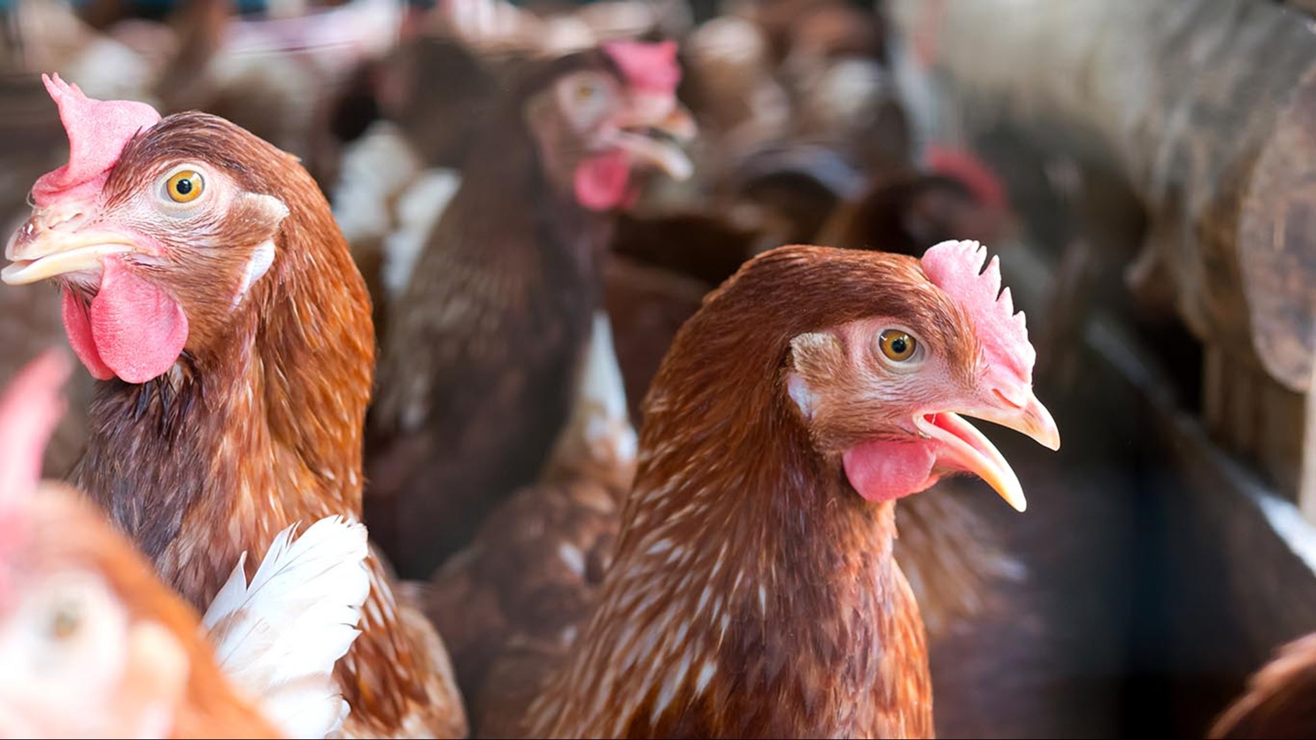 Tractor-trailer carrying chickens crashes in Smith County, Texas