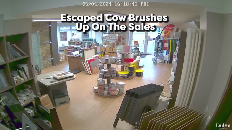Cow enters store like a customer - and it’s hilarious