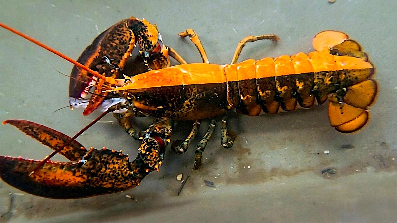 Rare two-colored lobster caught off US coast