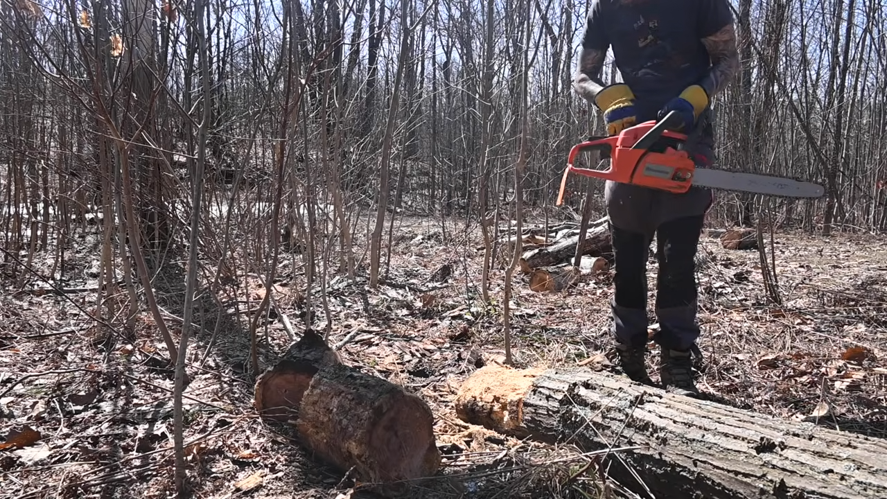 He cut down a 40-foot dead oak - seconds later it almost crushed him