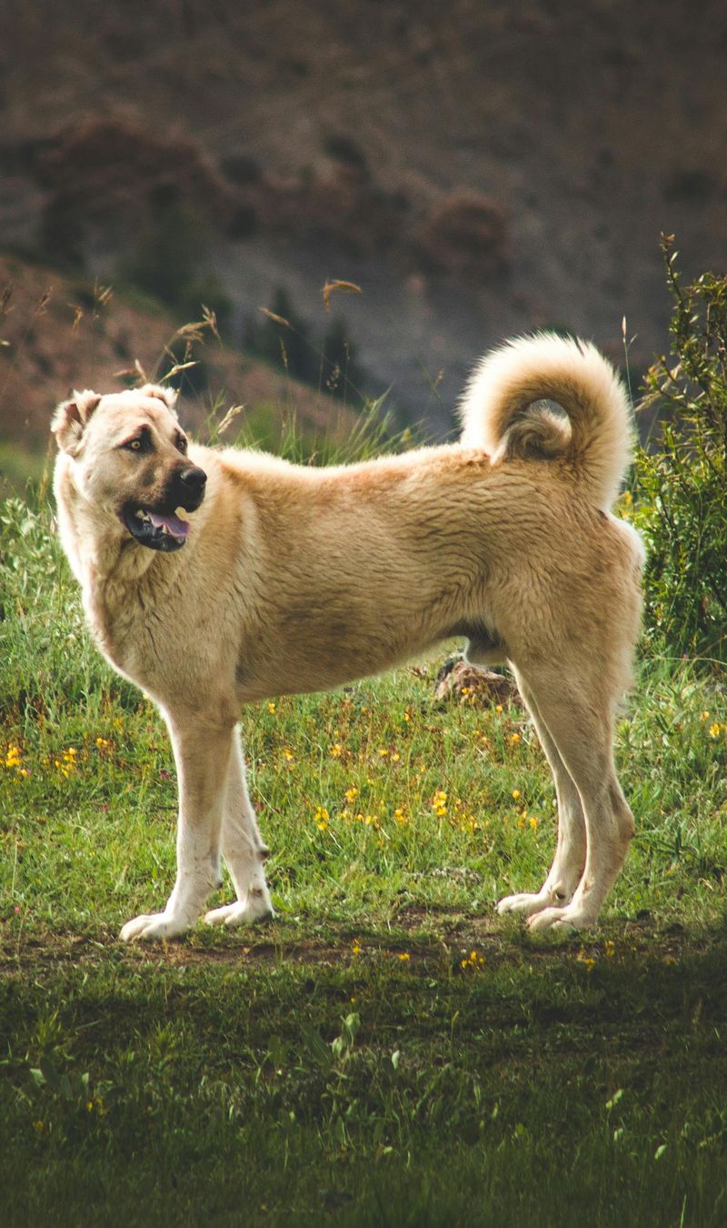 12 dogs with impressive strength that set them apart