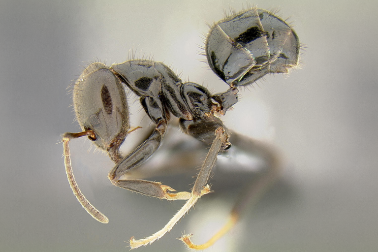 Novel DNA research shows massive native ant decline over hundreds of ...