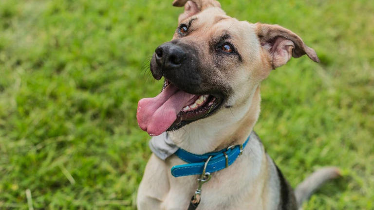 7 best dog breeds for hiking, according to a trainer