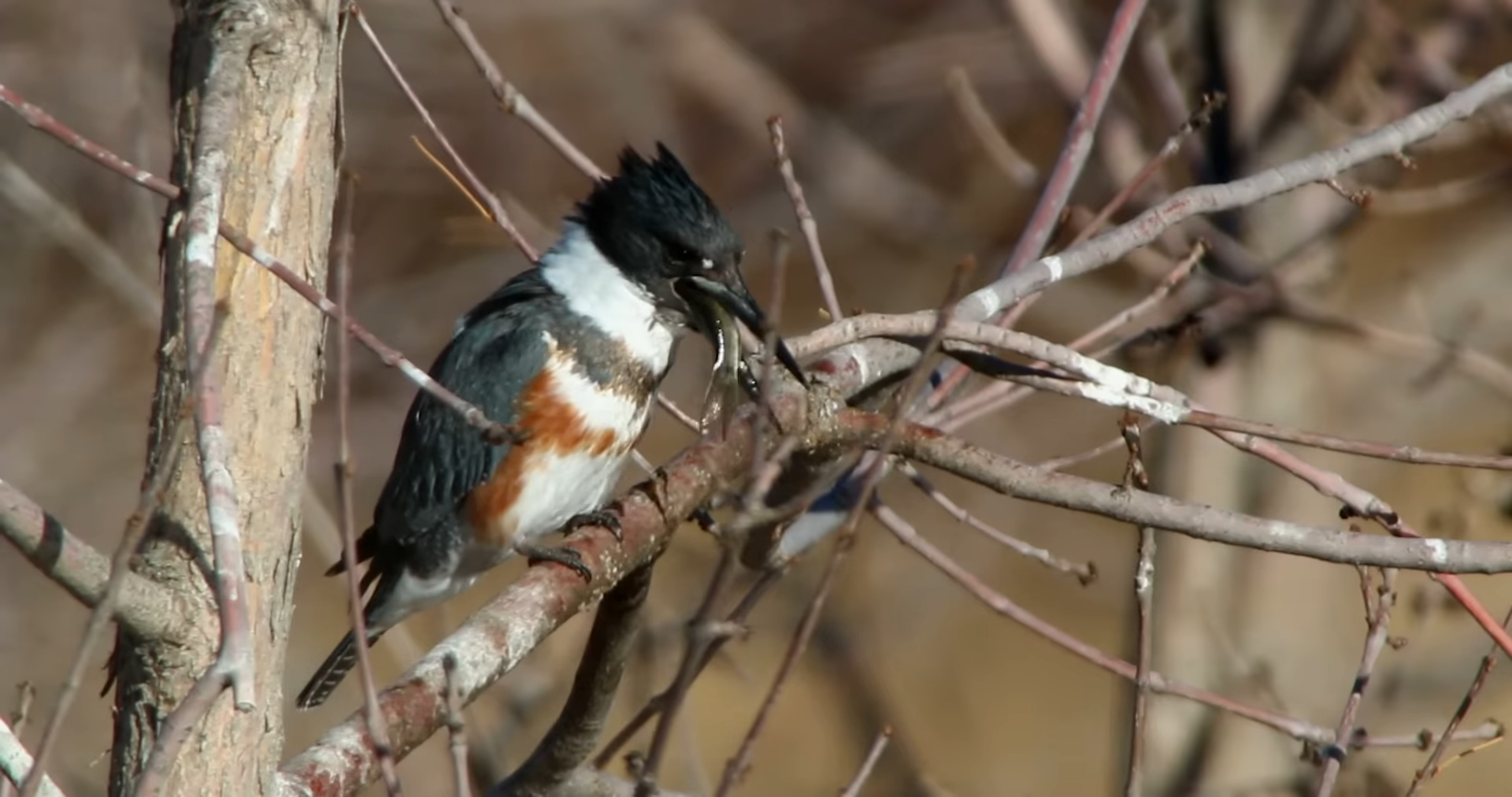 Watch what happens when a bird builds its nest from the bones of its ...