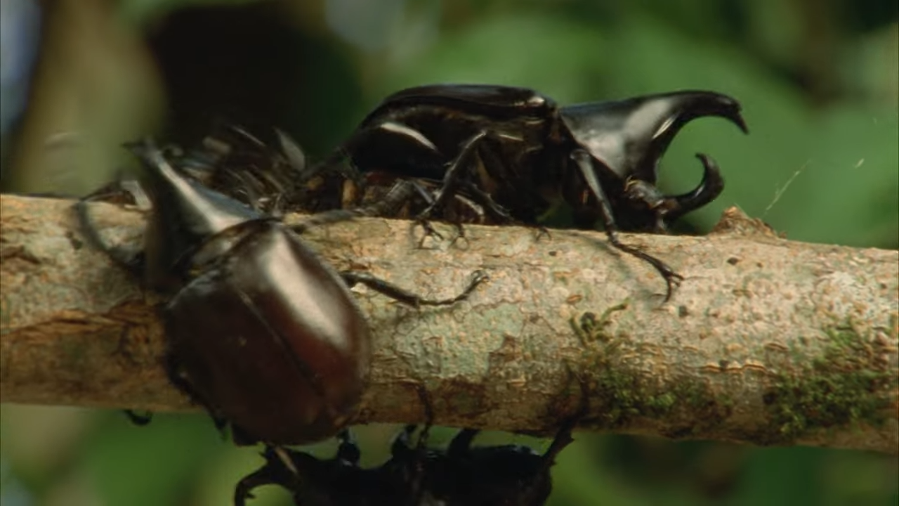 Watch what happens when a tiny beetle lifts hundreds of times its own ...