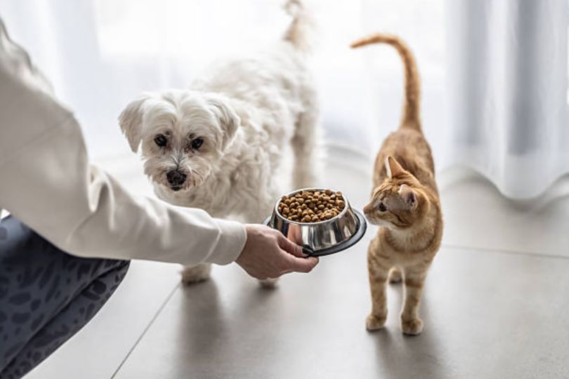 Dog and cat owners in England wake up to messages demanding £29