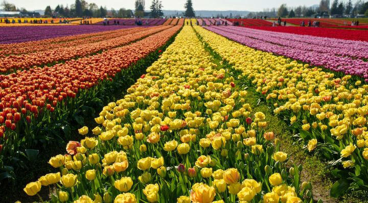 Tulip festival tragedy sparks urgent warning for dog owners