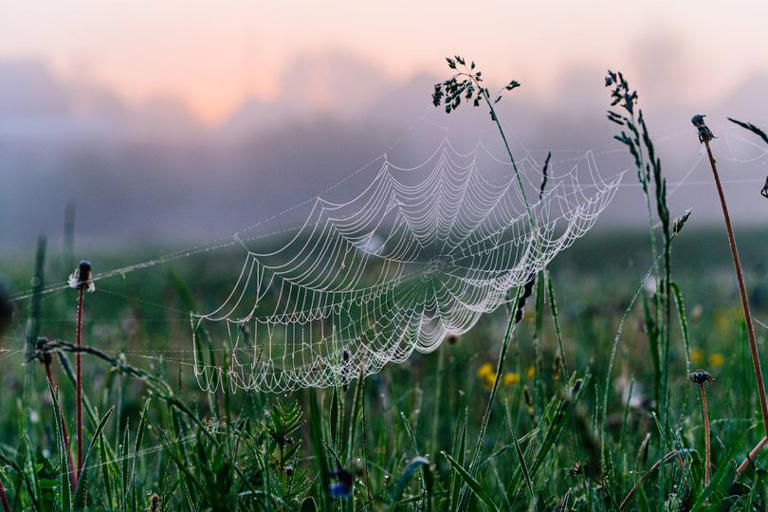 Spider season begins as UK households urged to leave 1 item on windowsills
