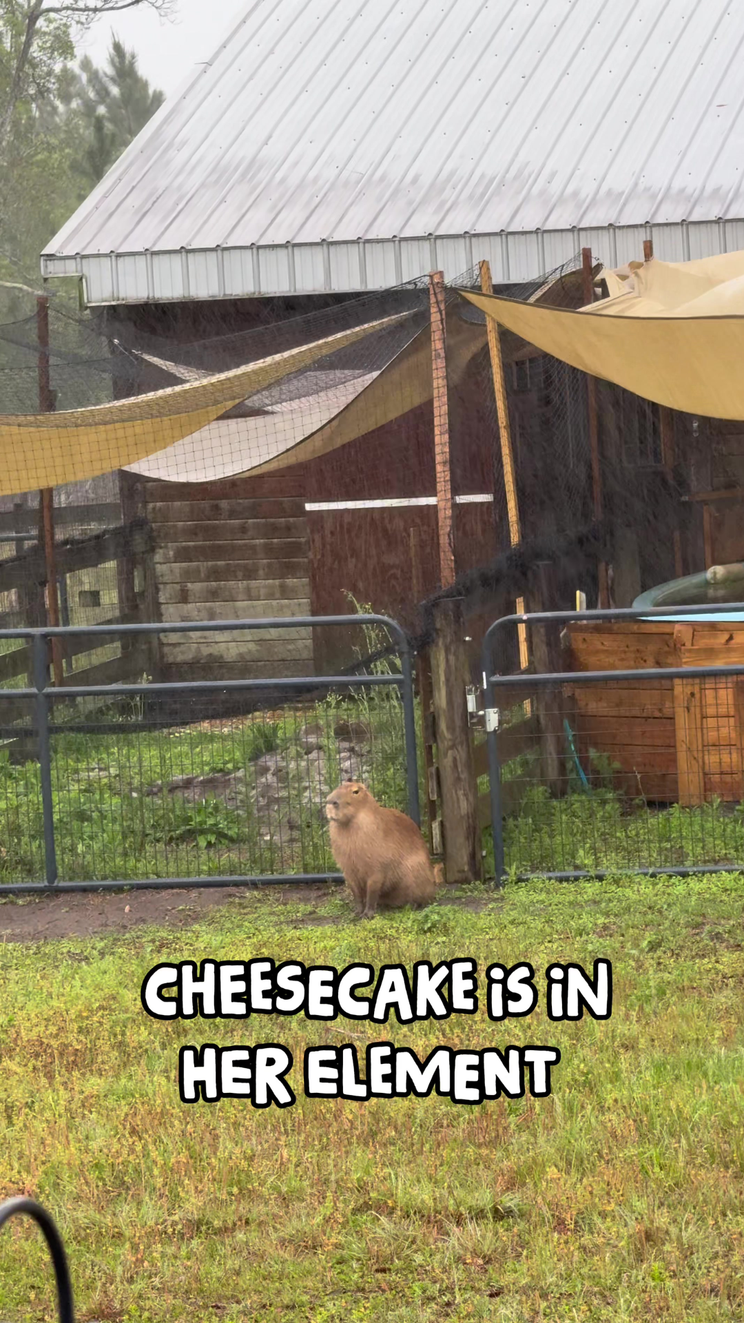 Cheesecake the Capybara Funny Aquatic Behavior Moments