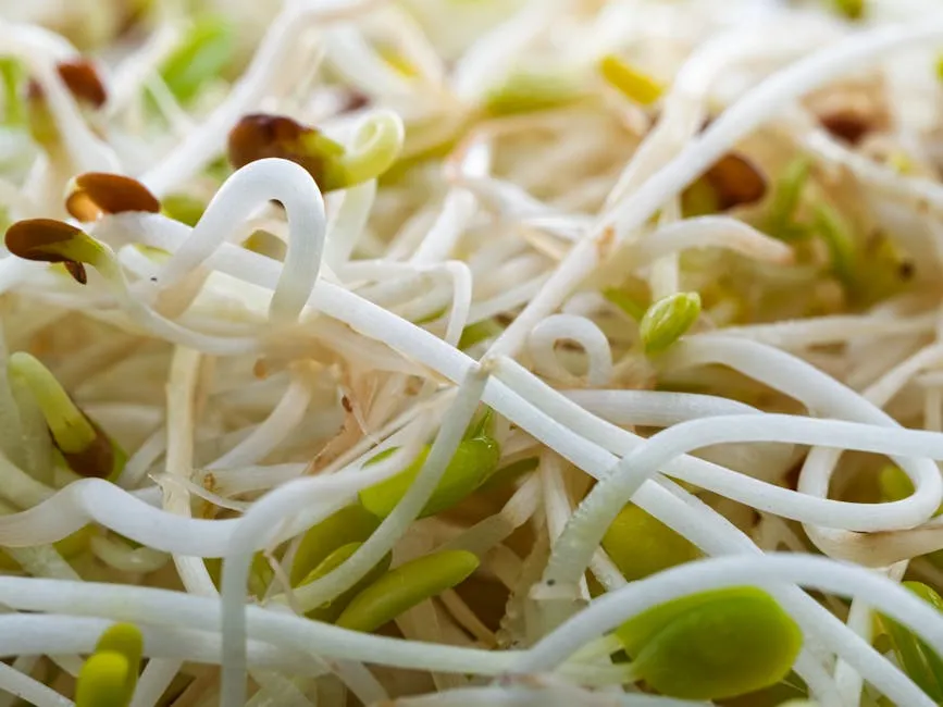 The beginner's guide to sprouting beans and seeds at home