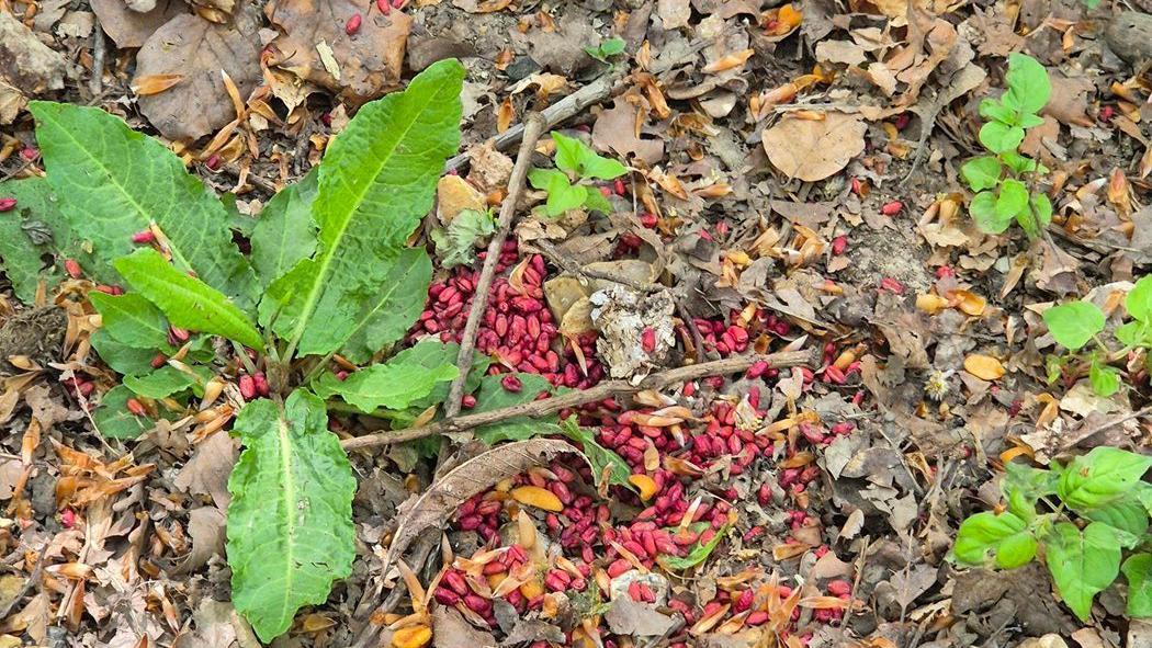 Dogs 'poisoned' in Isle of Wight woodland