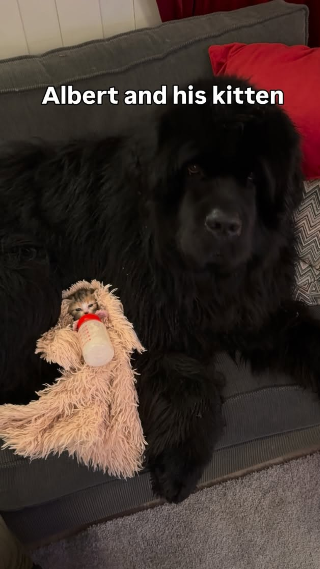 Dog and Kitten Friendship Why Size Doesnt Matter