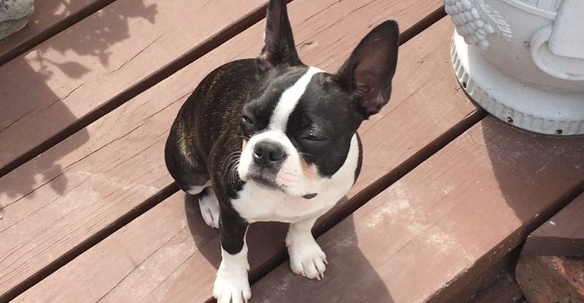 Love being social? These 12 dog breeds are perfect companions