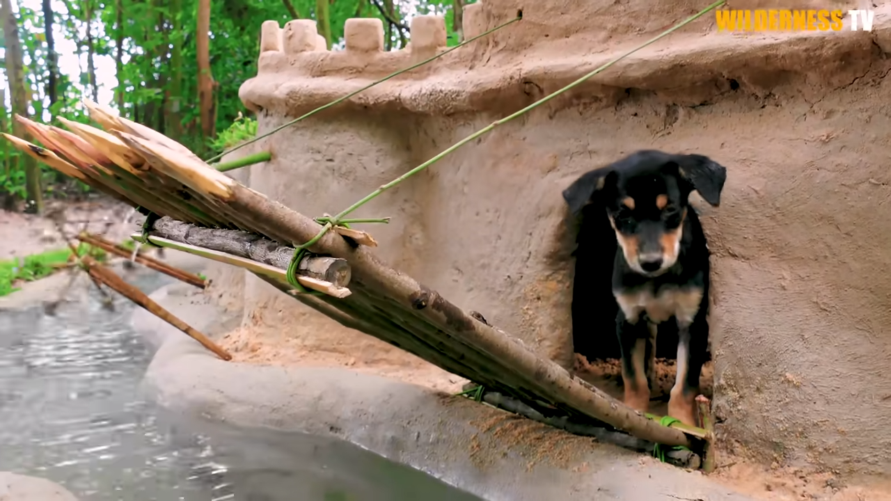 These poor, scared puppies got a castle house – and they can’t stop ...