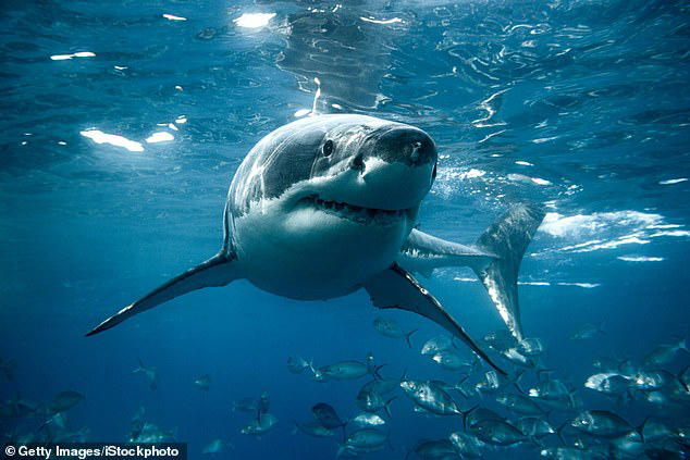 Great white sharks could soon appear in Britain thanks to warming seas ...