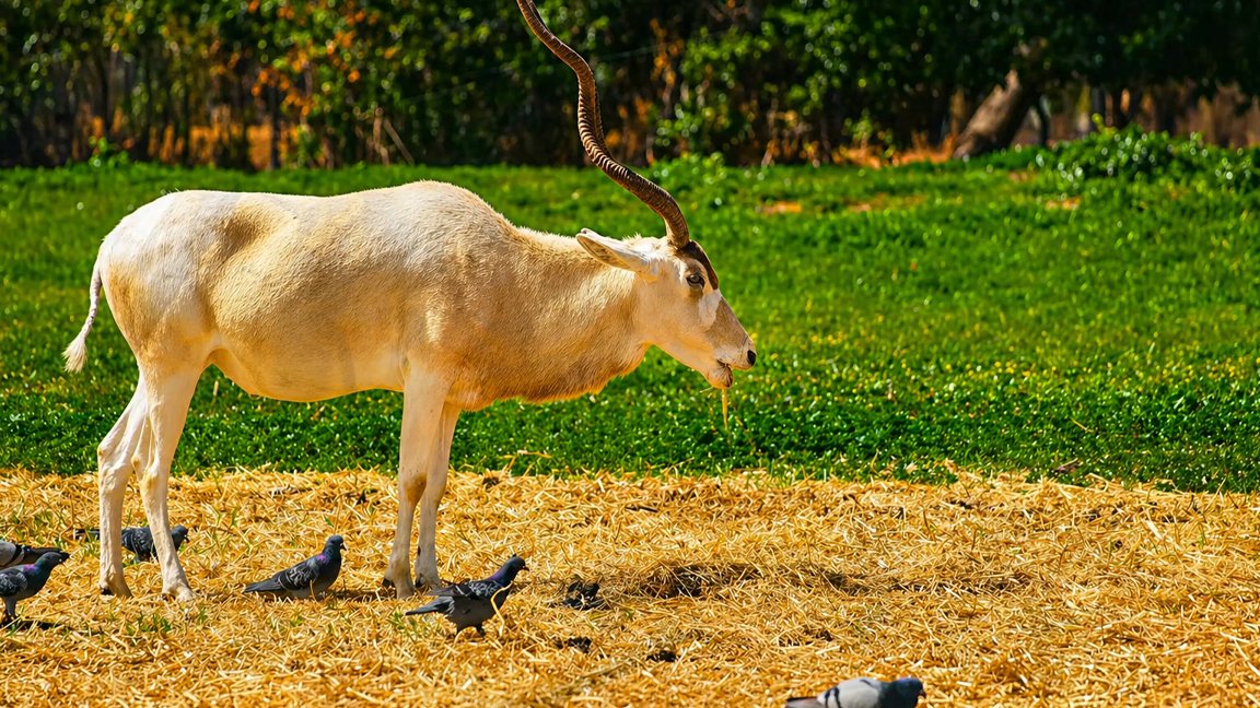 Wildlife scene featuring antelope in mixed grass and straw terrain