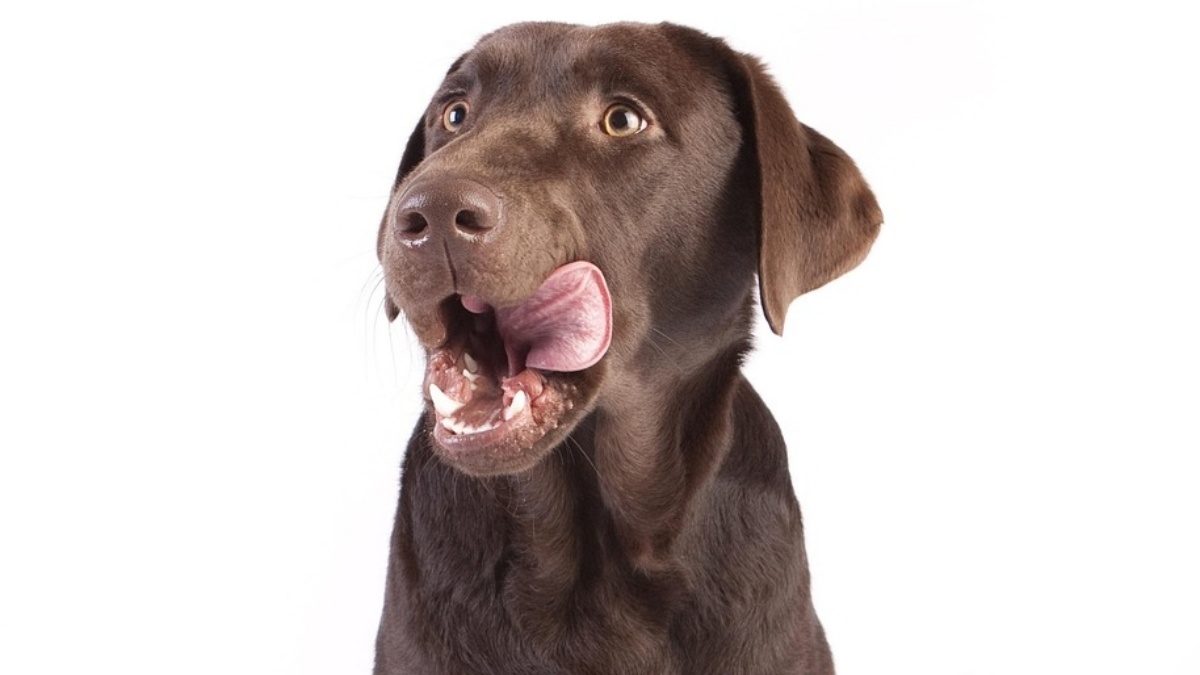 7 things you do that your dog misinterprets, according to behavior ...