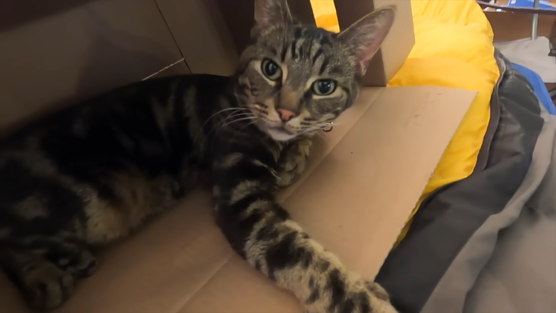 He disappeared for a month… this is why