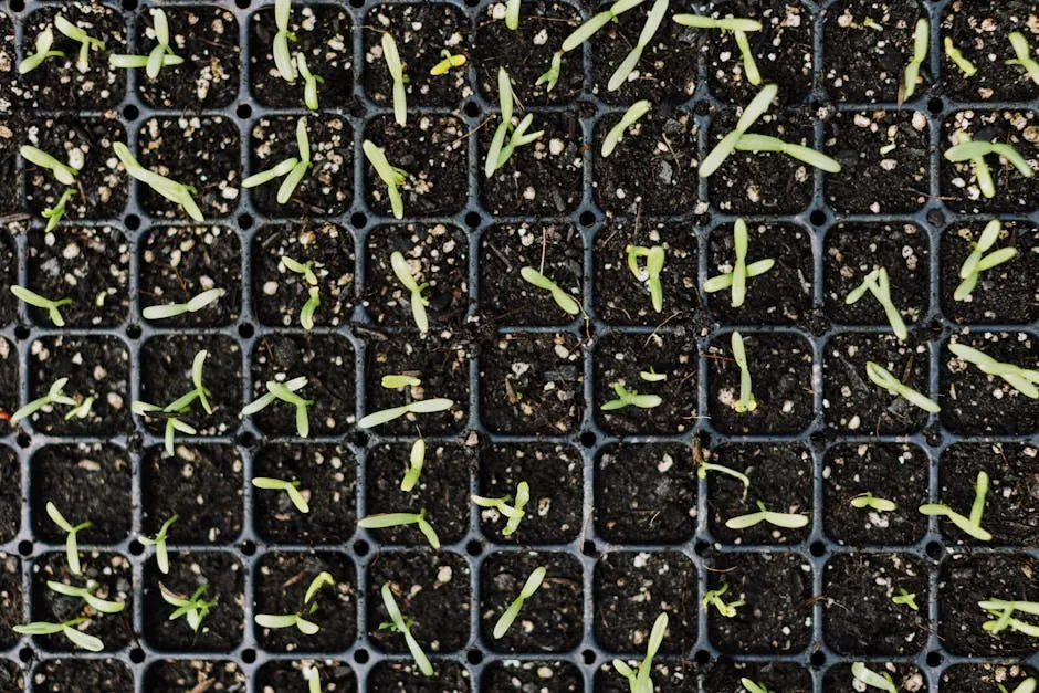 The beginner's guide to sprouting beans and seeds at home