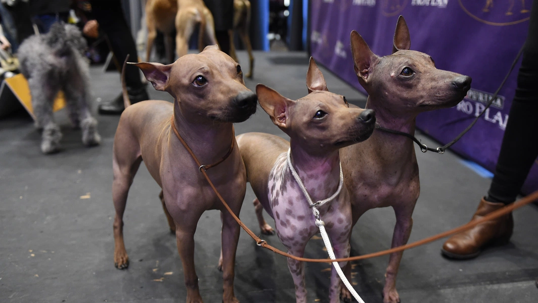 Experts publish multiple new dog breed guides