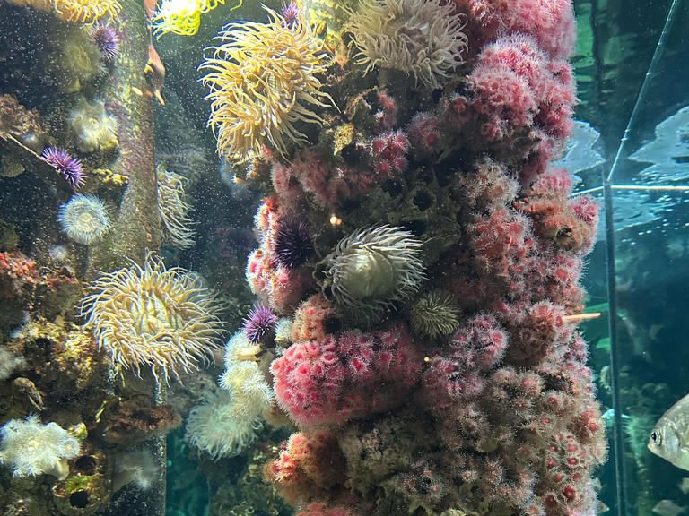 I live in California and love visiting this gorgeous seaside town that ...