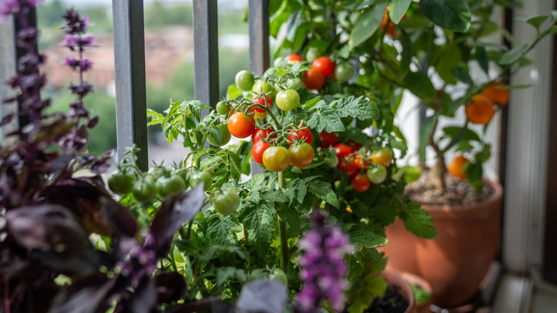 Planting tomatoes? What to look for when buying a growing container