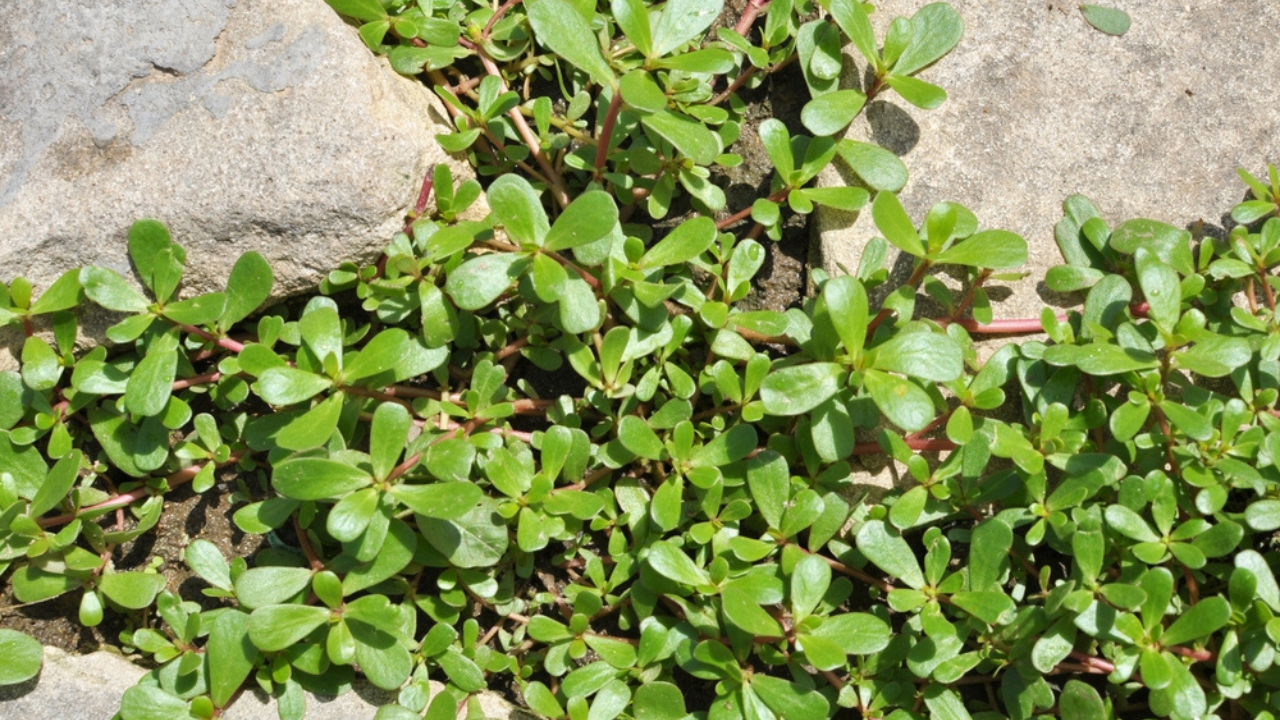 Quase todos arrancam essa planta achando que é mato, mas ela é um ...