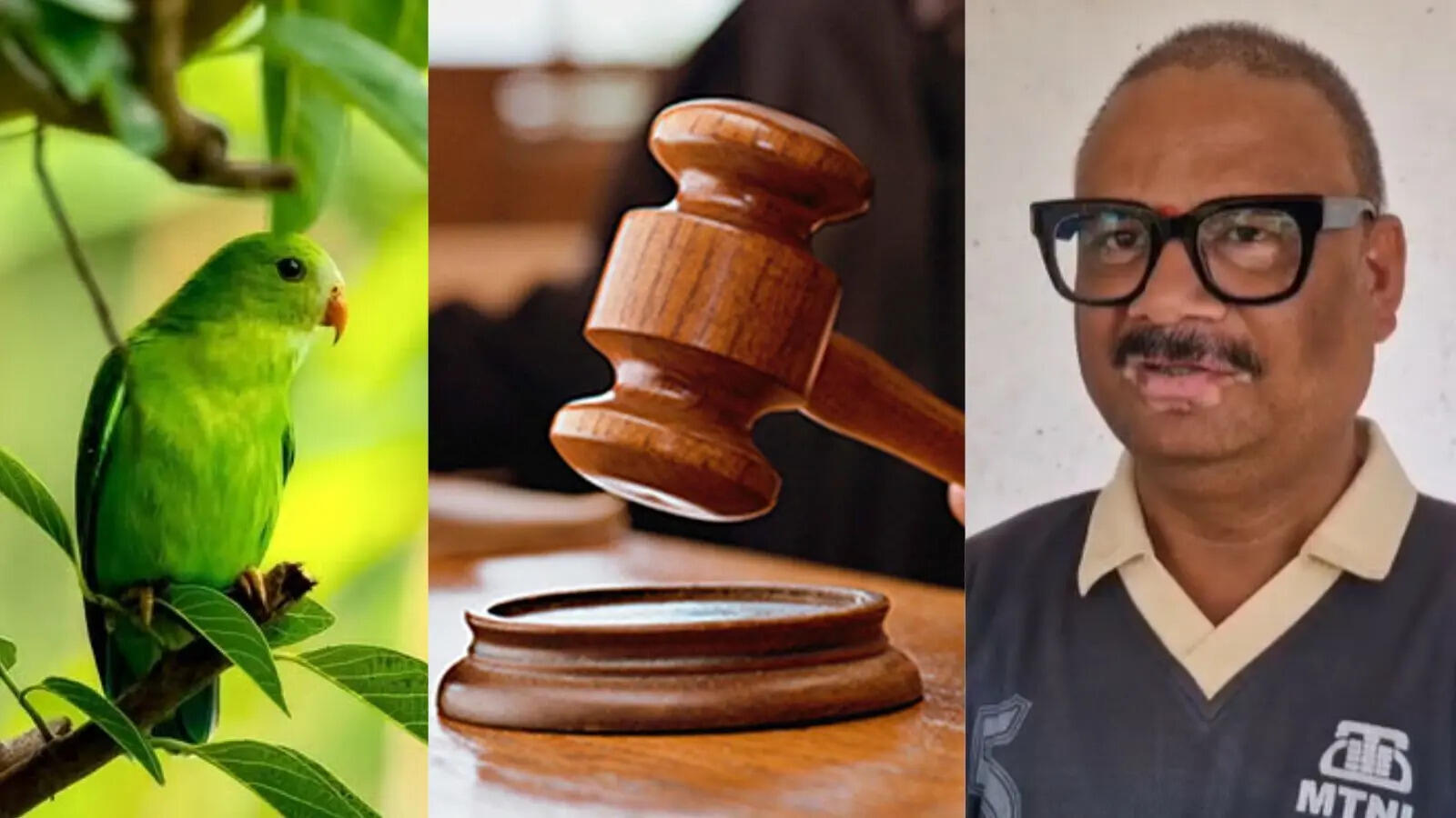 शेतकऱ्याच्या 10 वर्षांच्या संघर्षाला मोठं यश, 'पोपट वन्यप्राणी नाही ...