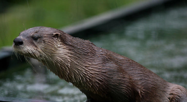 Washington family receives a $350,000 settlement after toddler was ...