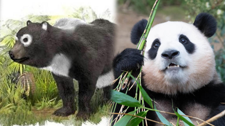 China pandas rise from unknown status to become palace pets, then ...