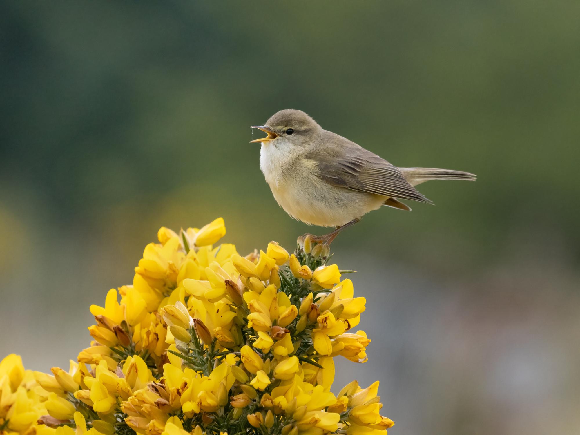 BTO reporting a much diminished Dawn Chorus as UK as songbirds crash