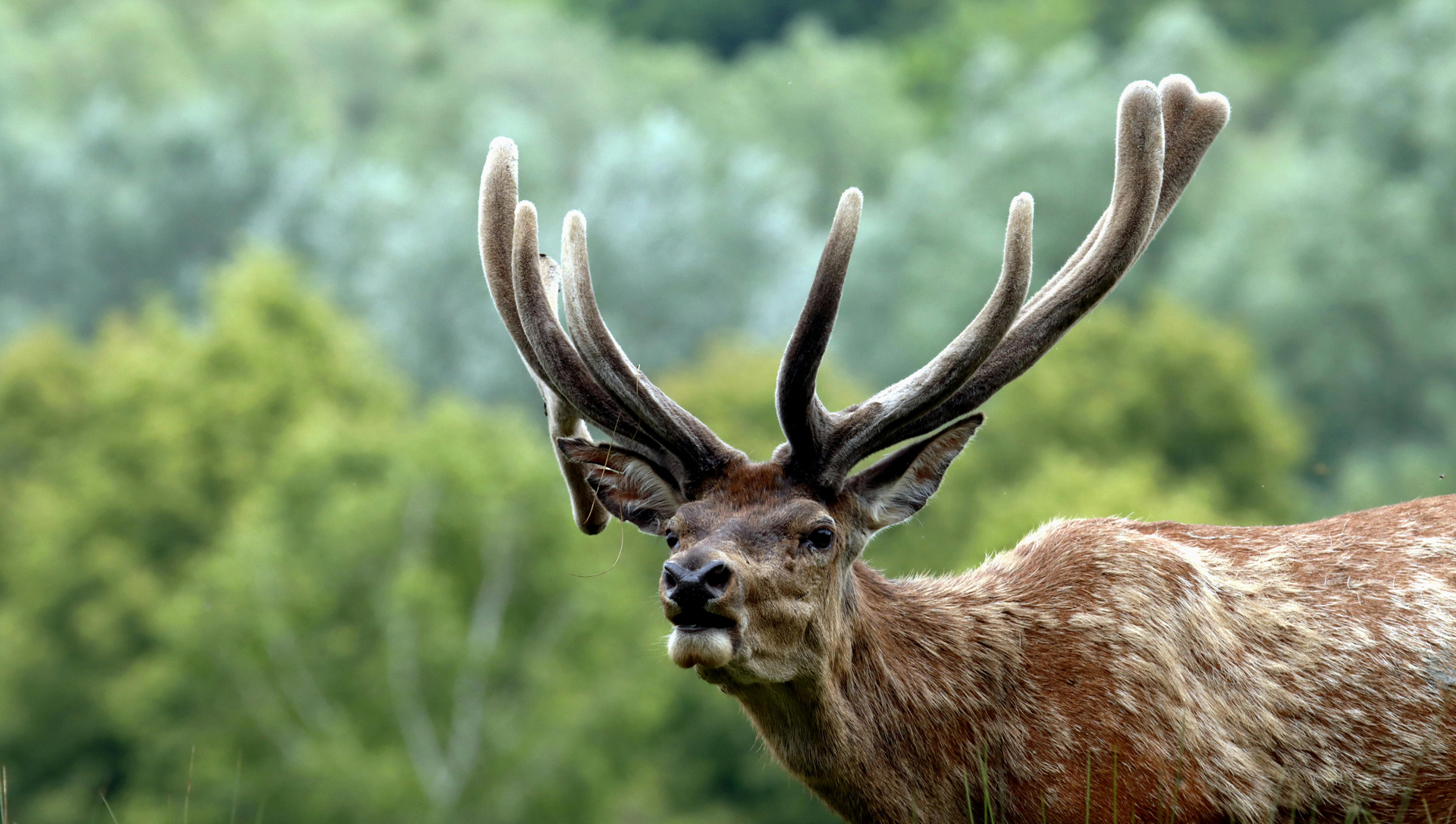 Wildlife Experts Say These Animal Warning Sounds Mean More Than People ...