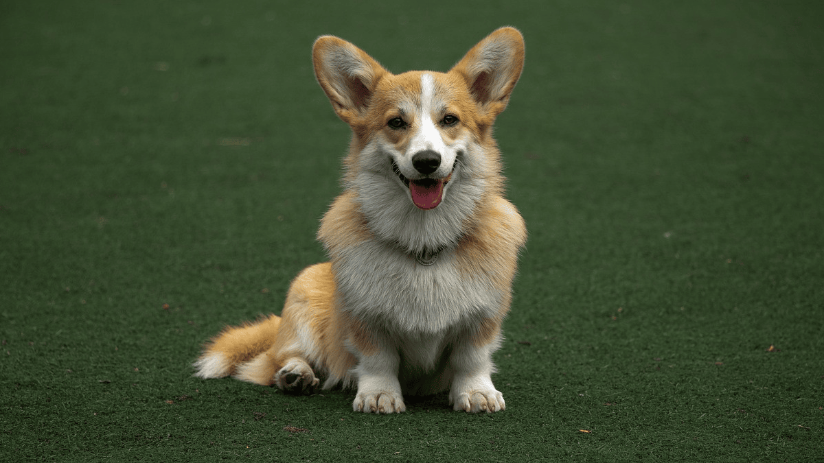 6 habits that can lengthen your pet's life, according to the AVMA