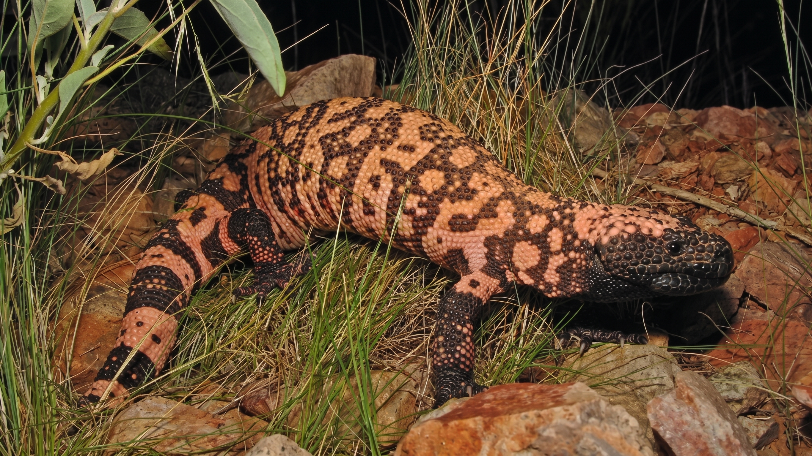 This gila monster bit its owner - he died in horrible pain and seizures