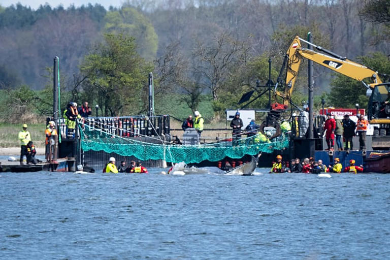 German bid to rescue 'Timmy' the whale stranded off Baltic coast passes ...