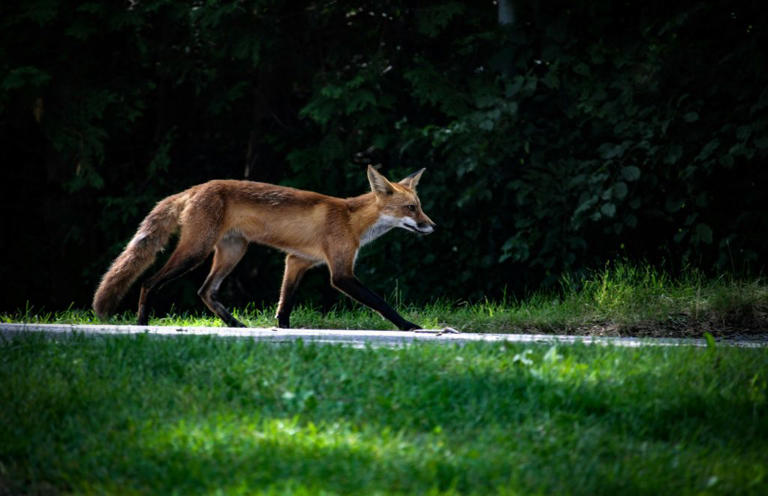 Scientists say these wild animal “facts” people repeat are more ...