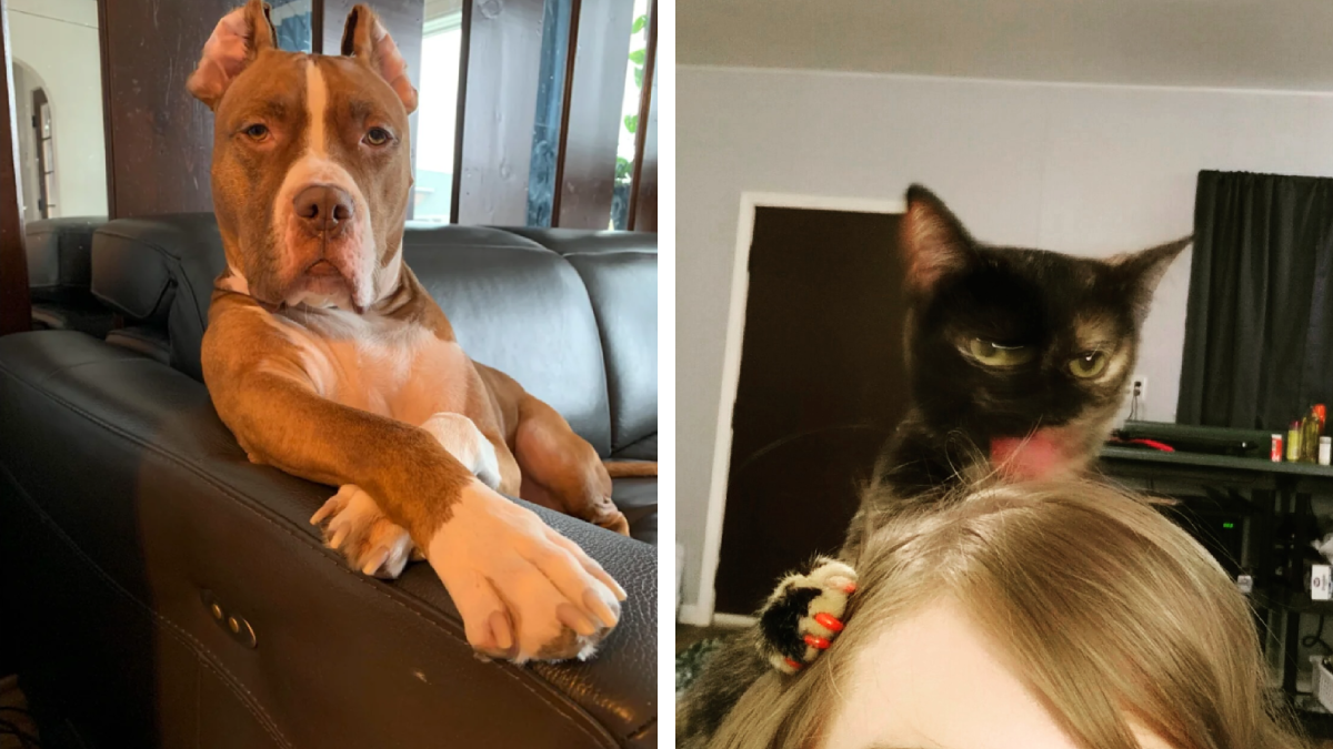 18 animals who clearly think they are the pet owner