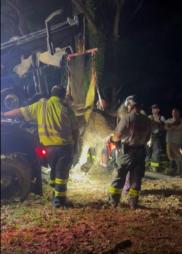 Watch: Donkey named Miss Kitty rescued from deep mud in North Carolina