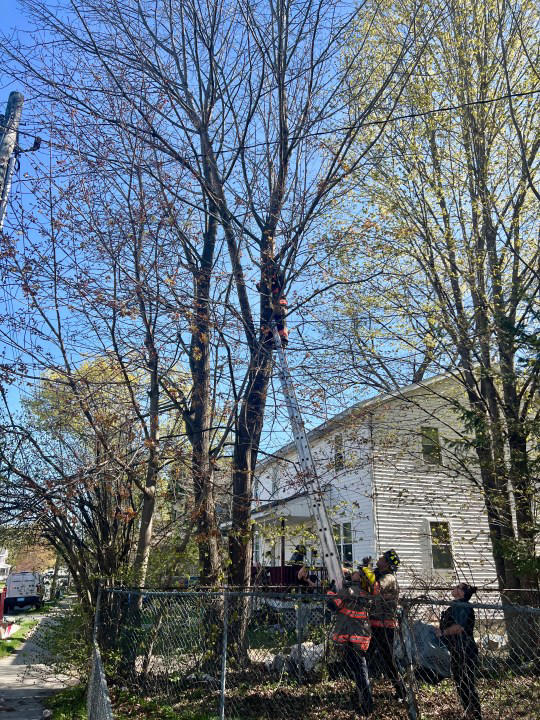 Pittsfield firefighters rescue cat stranded in tree for days