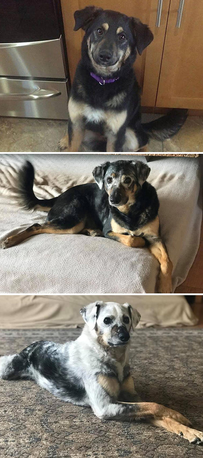 29 heartwarming pet then and now pictures